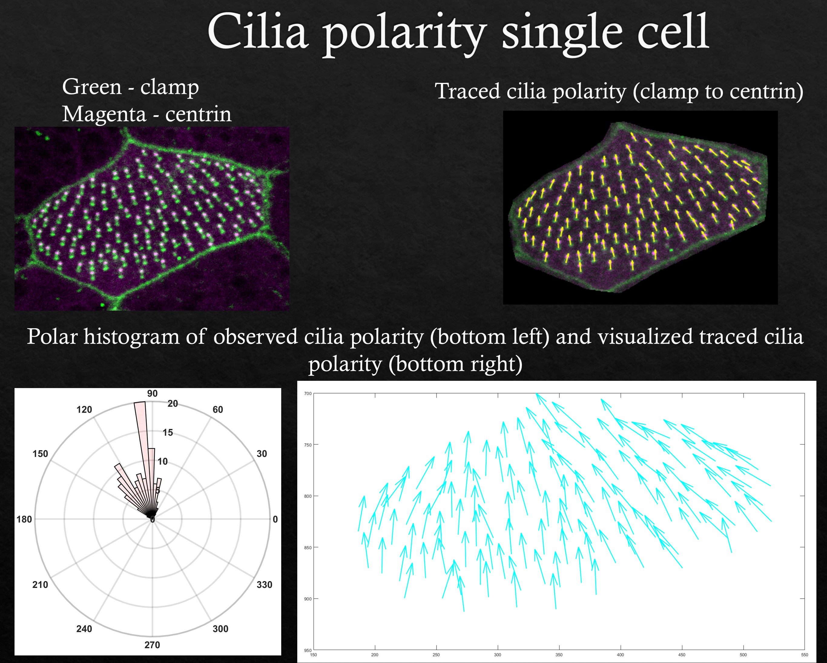 Image Segmentation Using MATLAB - Vignesh Aravind: Project Page